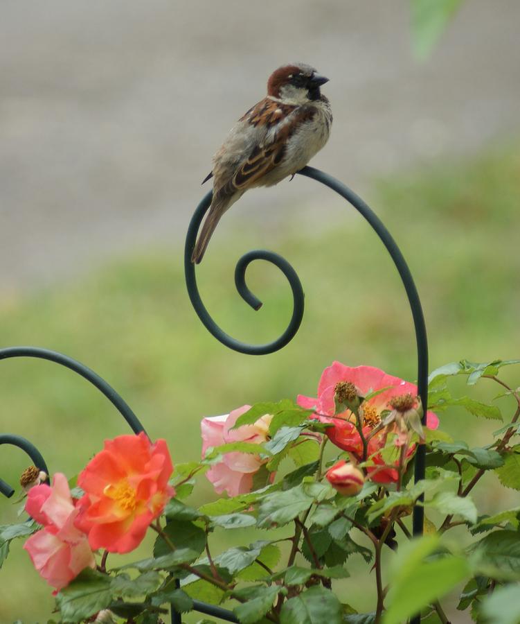 Perched Sparrow Photograph by William Ohanlan - Fine Art America