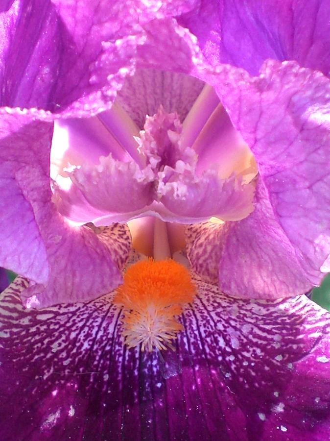 Perfect Iris Photograph by Sholeh Mesbah - Pixels