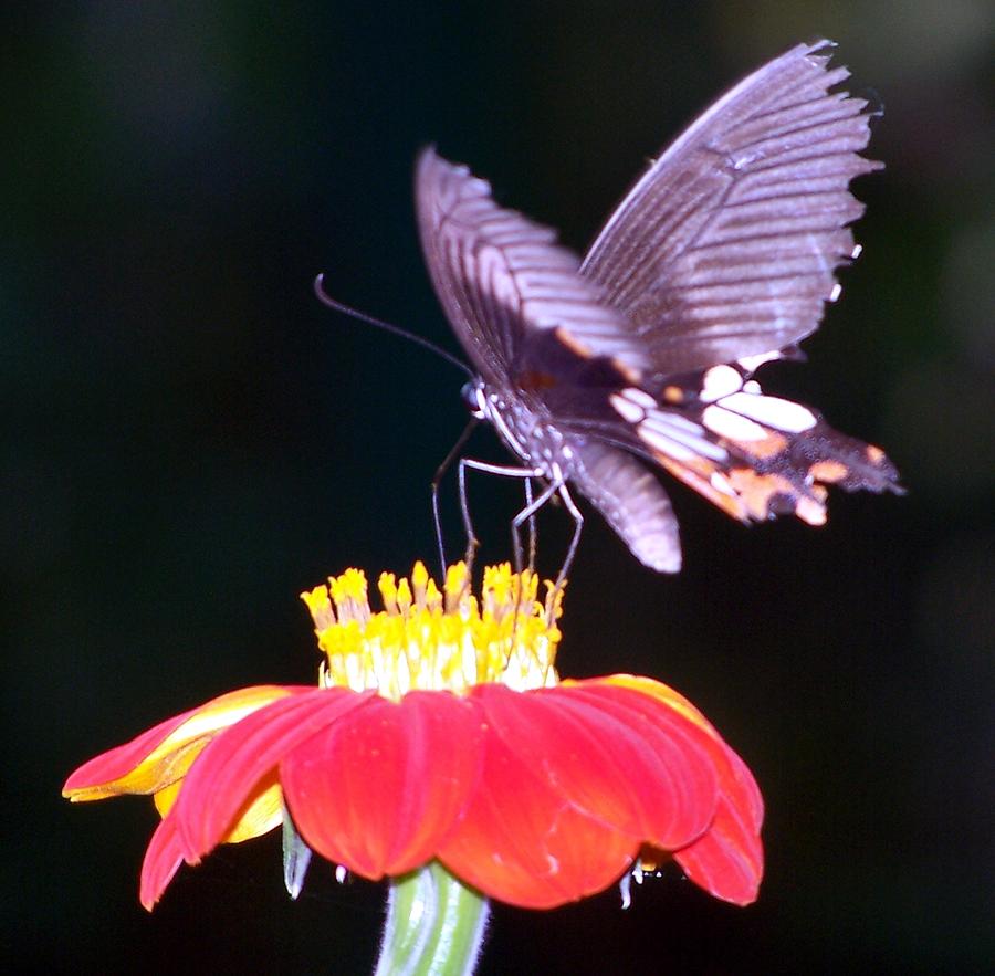 Perfect Landing Photograph by Dan Mitchell - Fine Art America