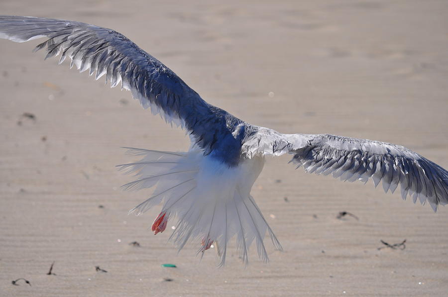Perfect Landing Photograph by Melissa Hackling - Fine Art America