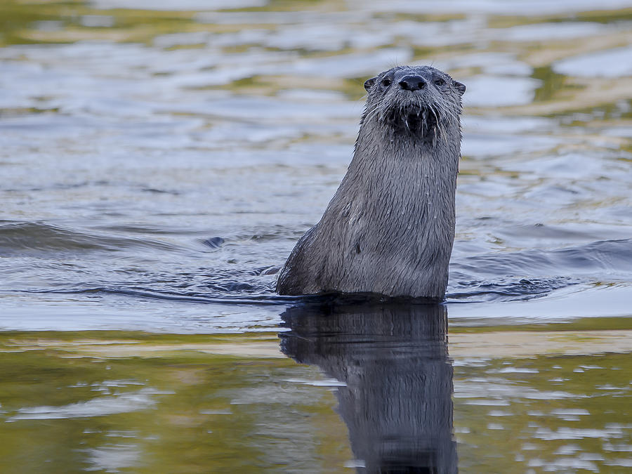 Perisope Up Photograph by Kevin Spriggs - Fine Art America