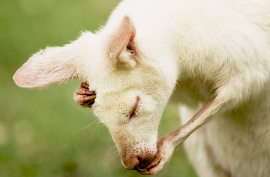 Perplexed Photograph by Wayne Lawler - Fine Art America