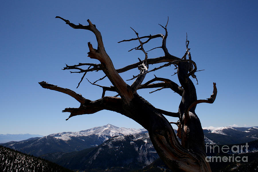 Perseverance Photograph by Michael Cooper - Fine Art America
