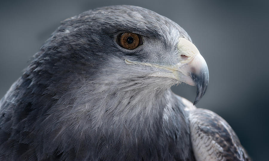 Peruvian Eagle Photograph by Walter Iglesias - Fine Art America