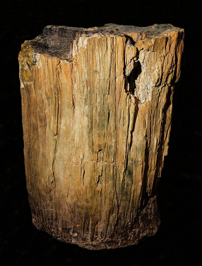 Petrified Conifer Tree Trunk Photograph by Millard H. Sharp - Pixels