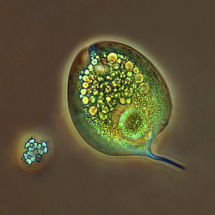 Phacus Sp. Photograph by Marek Mis - Pixels