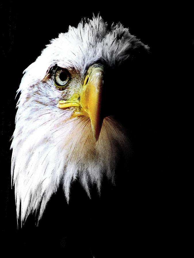 Phantom Photograph by Renee' Townsend - Fine Art America