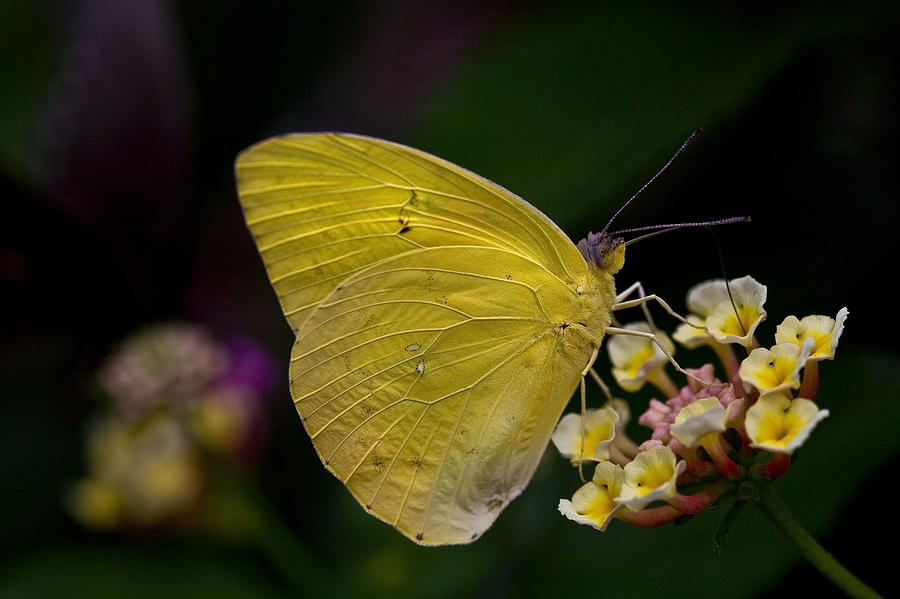 Phoebis Agarithe Photograph by Adam Bykowski - Fine Art America