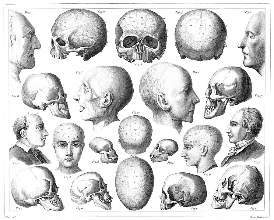 Phrenological Chart Photograph by Granger | Fine Art America