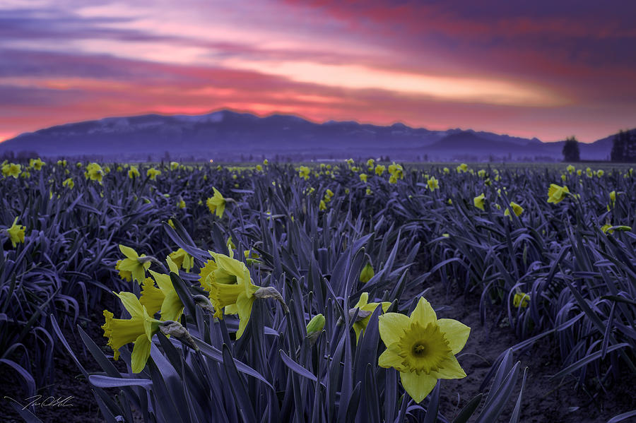 Picked Over Photograph by Jon Blake - Fine Art America