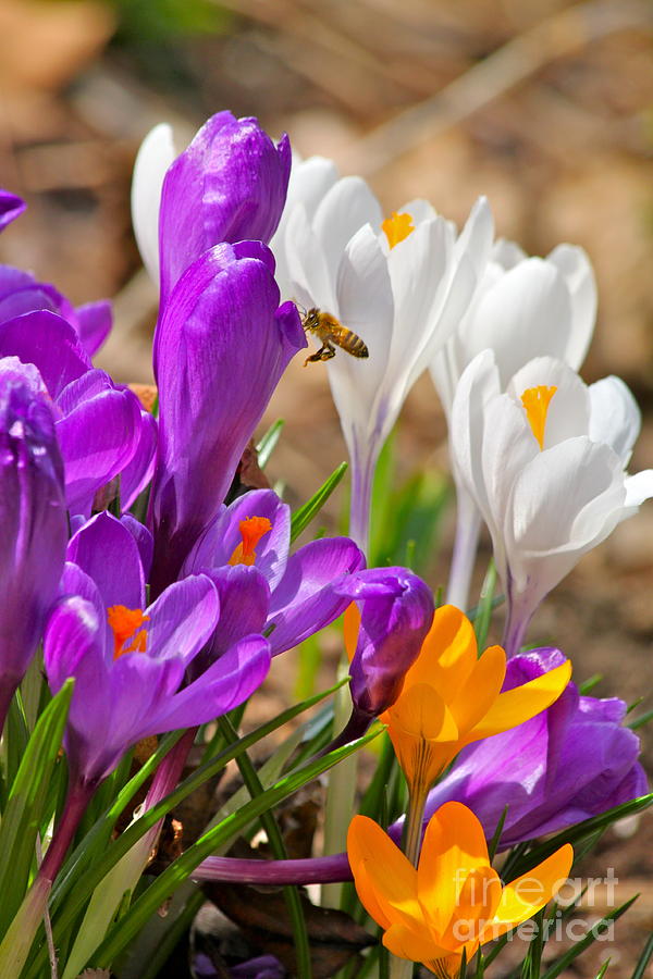 Picking A Spring Flower Photograph by Jay Nodianos - Fine Art America