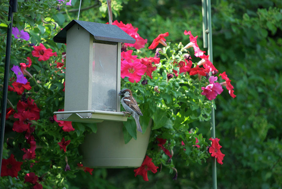Picky Eater Bird Photograph by Thomas Woolworth