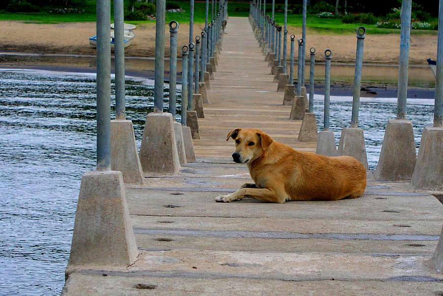 Pier Pup Photograph by Robert Watson | Fine Art America