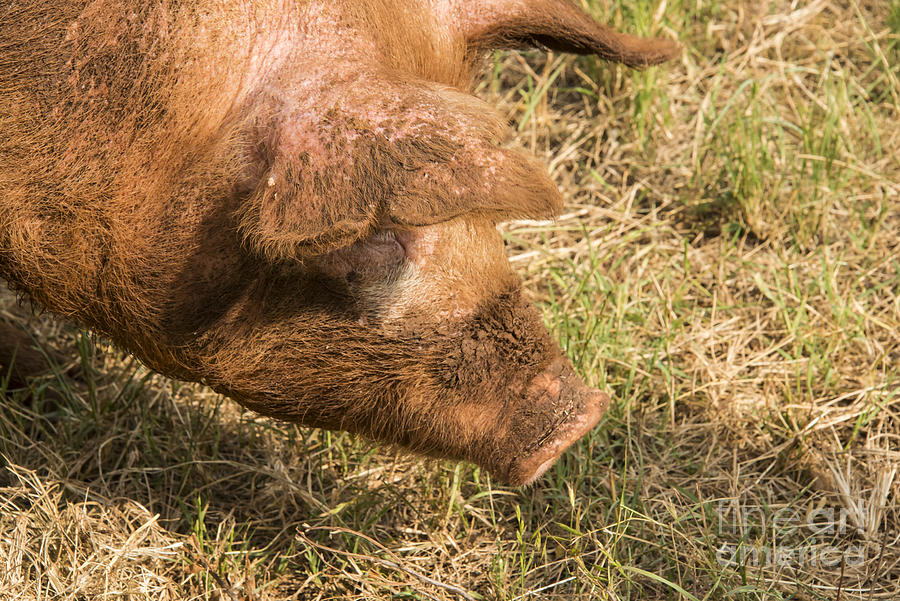 Pig Profile Photograph by Bob Phillips - Fine Art America