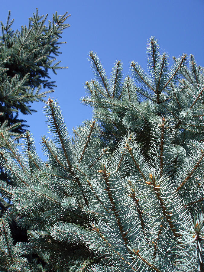 Pin Tree Detail Photograph by Michel Mata - Fine Art America