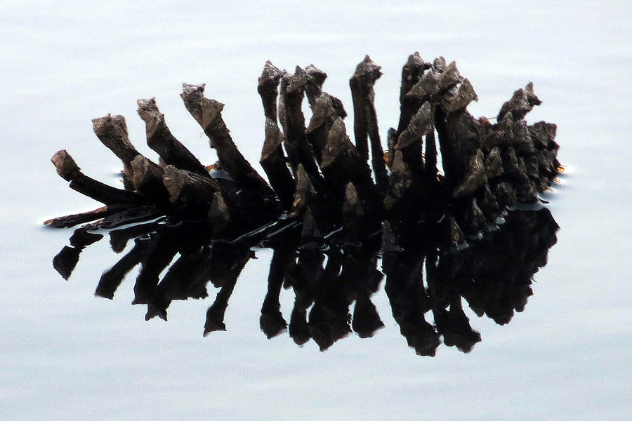 Pine Cone Float Photograph by David Brown - Fine Art America