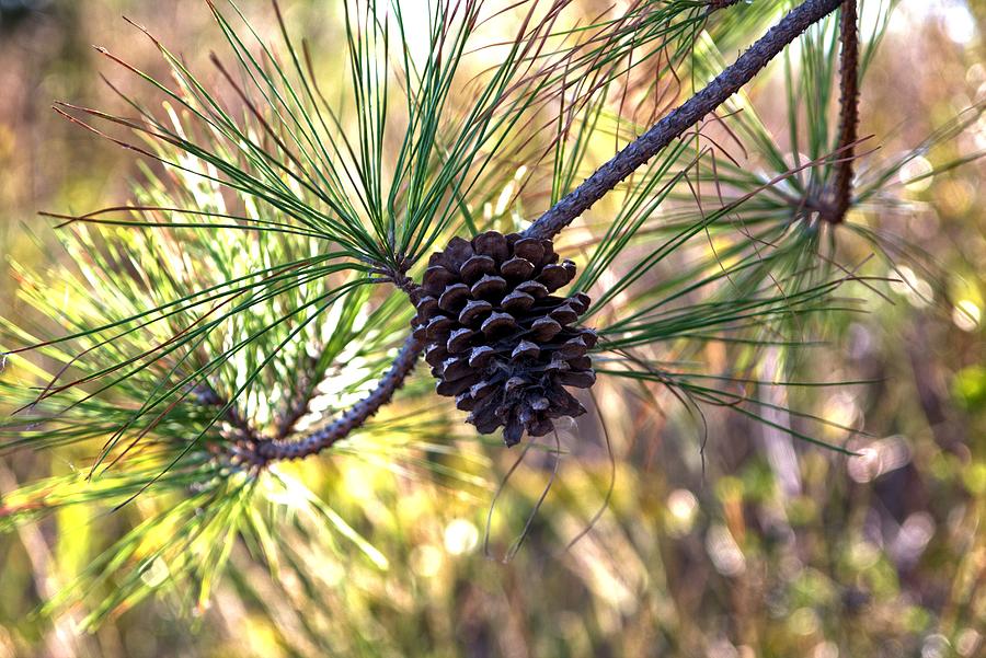 Pine Cone Photograph by Robert McCulloch - Fine Art America