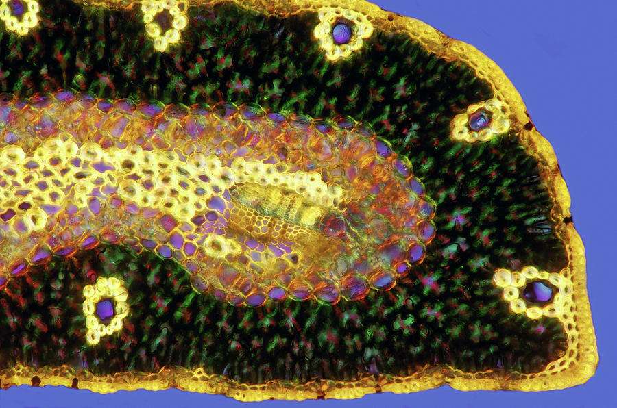 Pine Needle Photograph by Marek Mis - Fine Art America