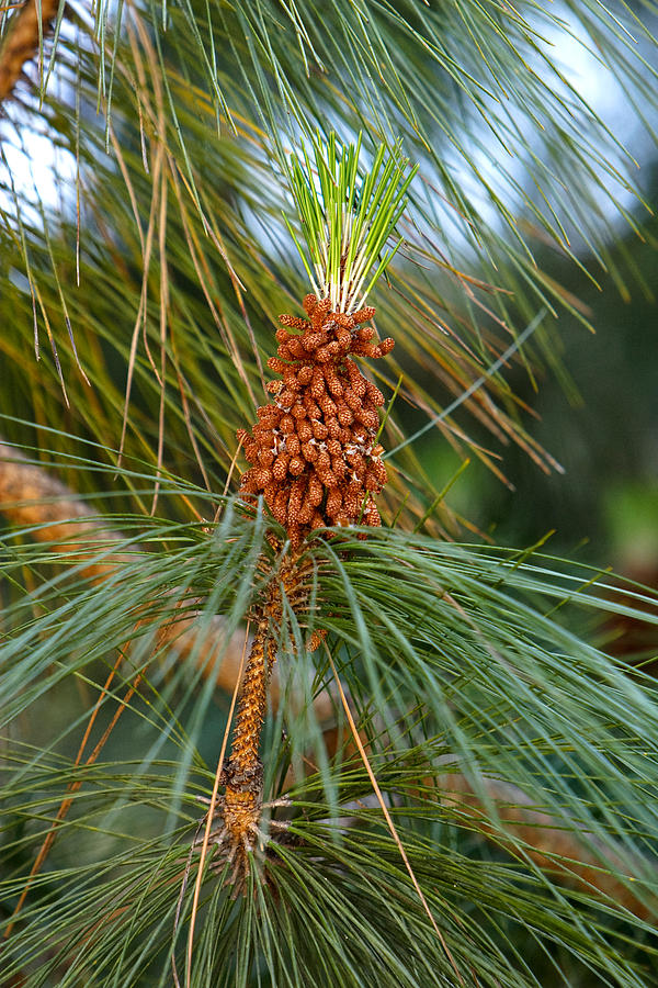 Pine Tree Branch Photograph by RM Vera | Fine Art America