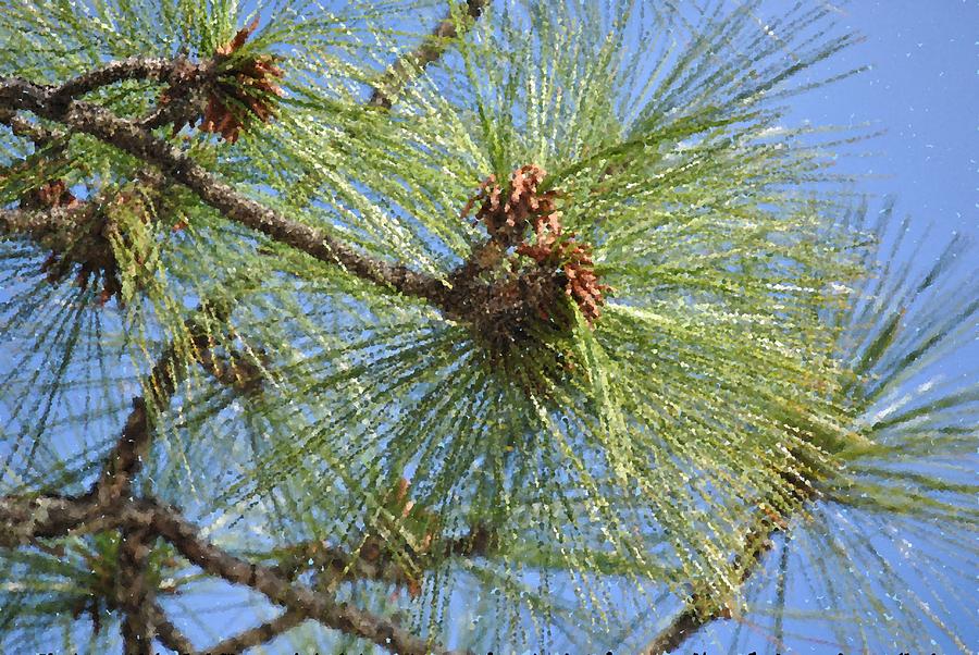 Pine Tree Limb Photograph by Michele Kaiser