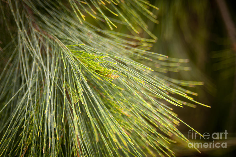 Pine Tree Needles Photograph by THP Creative - Fine Art America