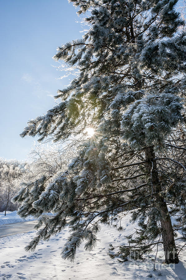 Pine Tree Sun Rays Photograph by Mike Mattner - Pixels