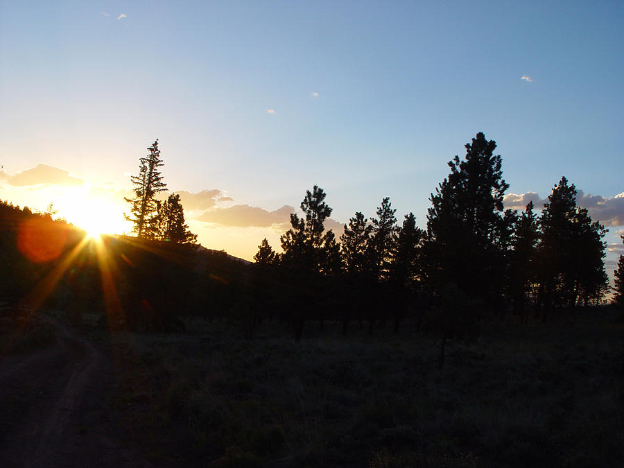Pine Tree Sunset Photograph by Mark Russell - Fine Art America