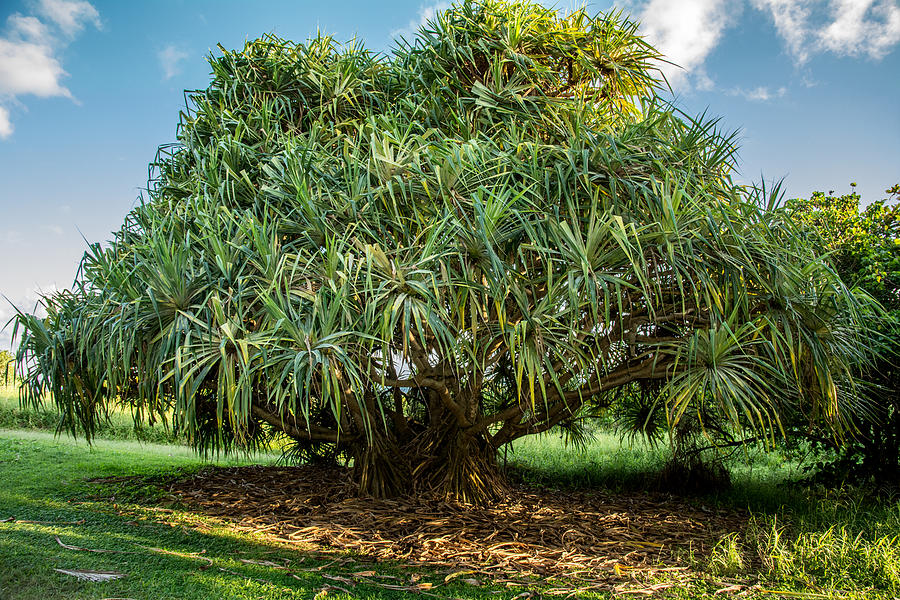 Pineapple Tree Photograph by Pati Bobeck - Fine Art America