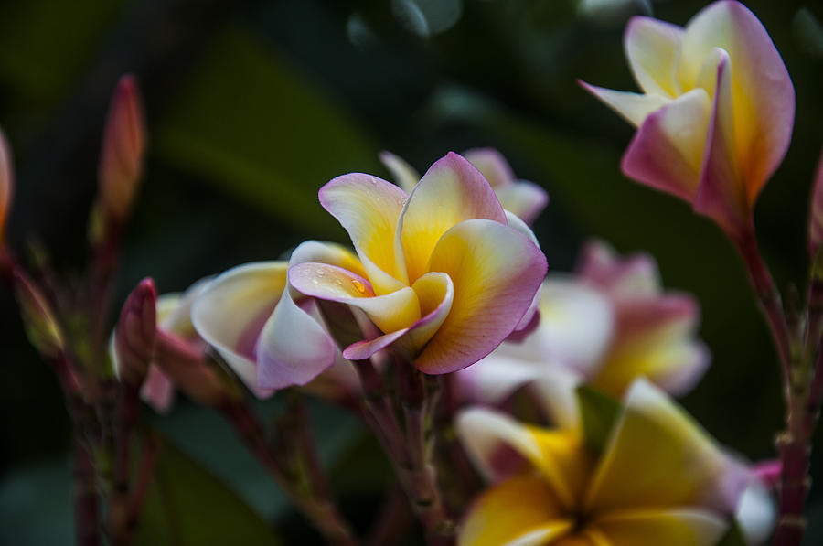 Pink and yellow plumaria. Photograph by Pisit Santikulluk - Fine Art ... Pink and yellow plumaria. Photograph by Pisit Santikulluk - Fine Art ...