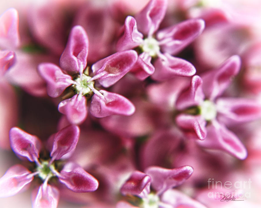 Pink Cluster Photograph by Deb Mitchell - Fine Art America