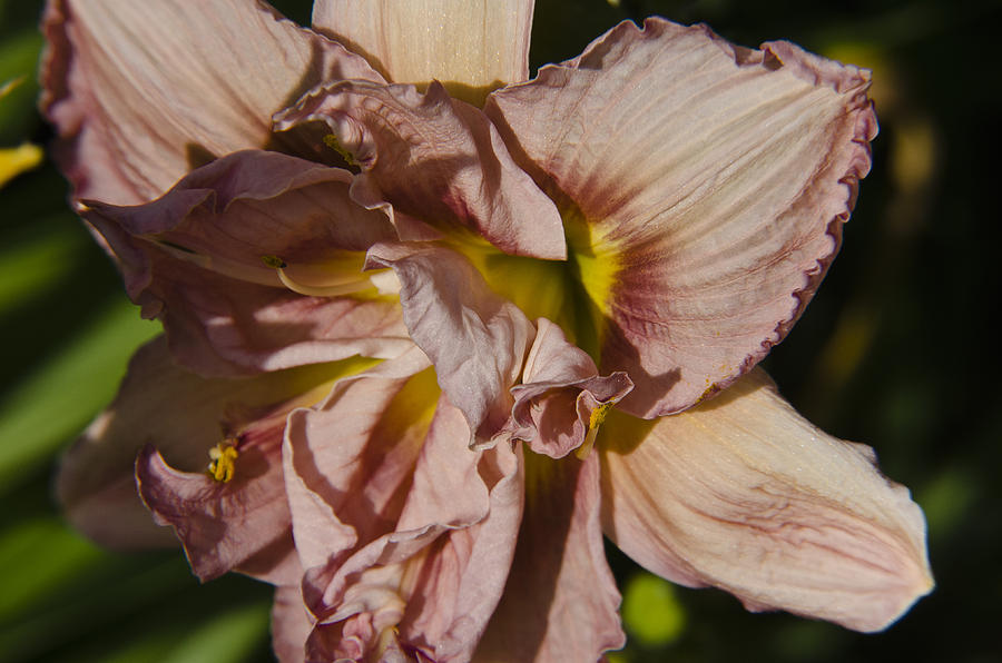 Pink Flower Photograph by Gerald Andersen - Fine Art America