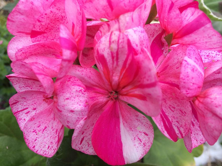 Pink Geranium Photograph by Robin Stoy - Fine Art America