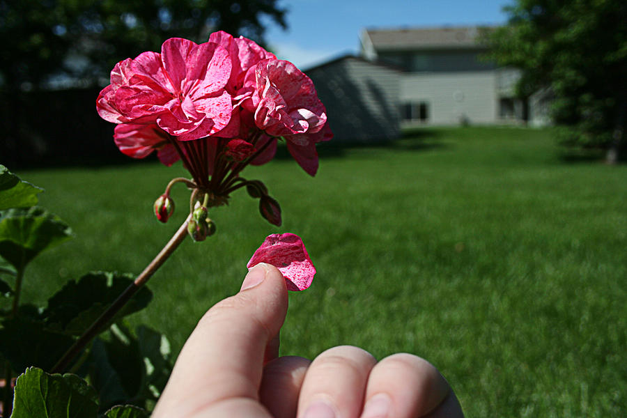 Pink Photograph by Max Gort - Fine Art America