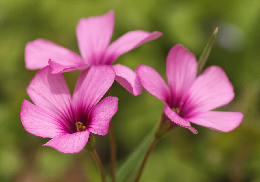 Pink Mini clover flowers Photograph by Chris Mark Rembold | Fine Art ...