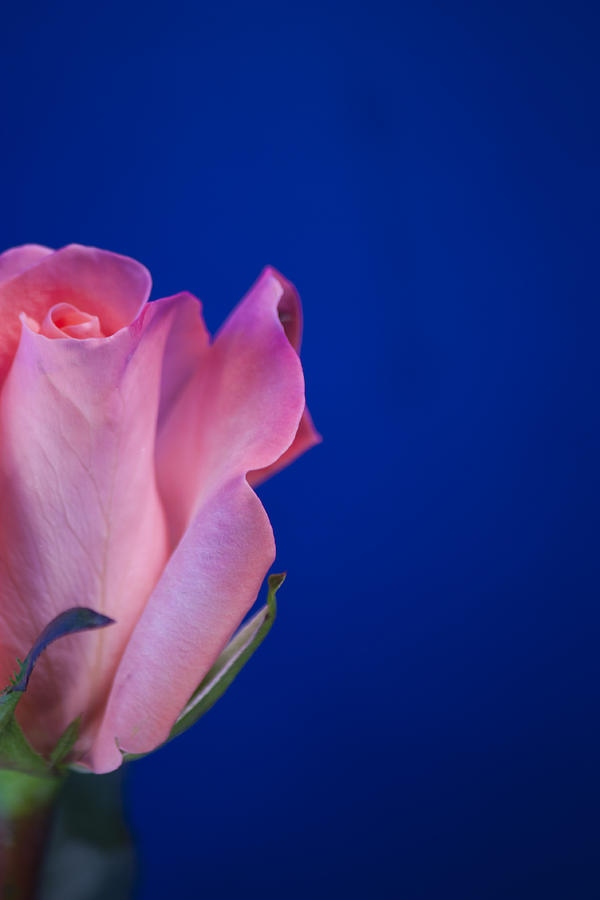 Pink N Blue Photograph By Inspirational Designs Fine Art America
