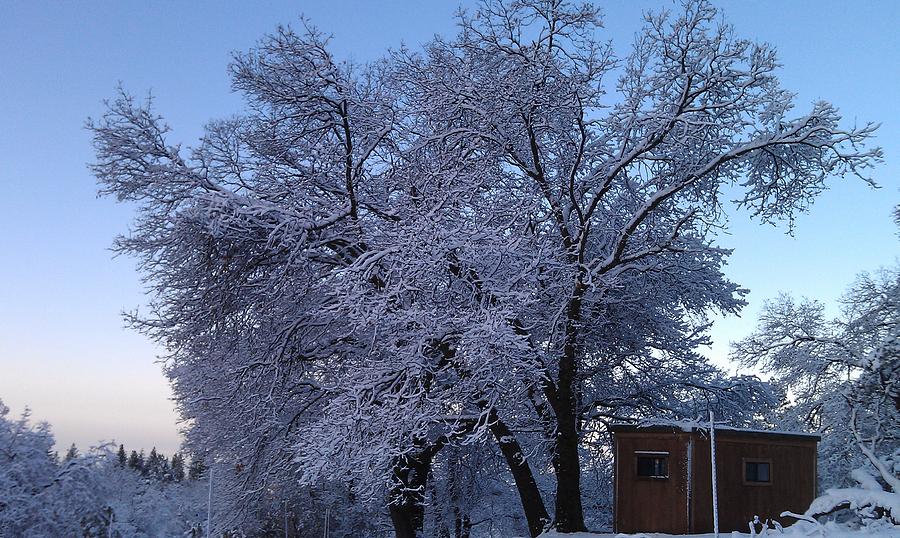 Pink Oak Photograph by Tom Mansfield