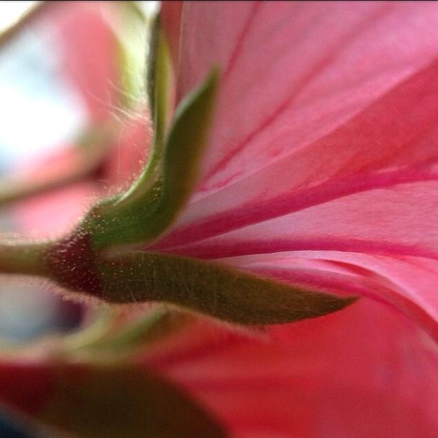 Pink Profile Photograph by Heather Levesque - Fine Art America