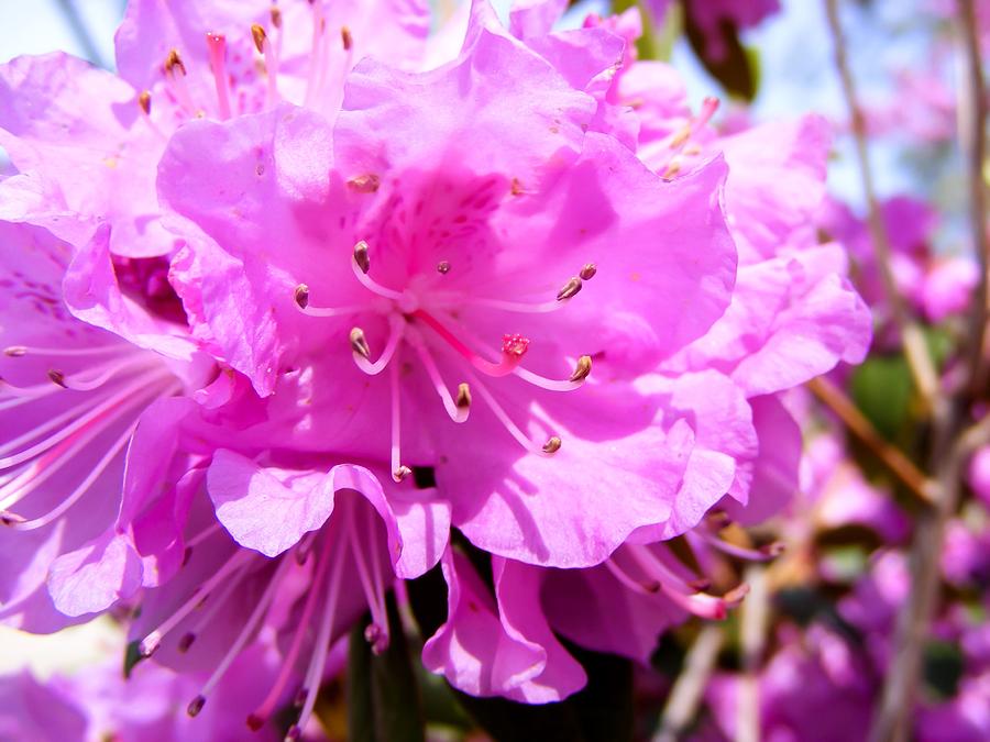 Pink Rhododendrons Photograph by Cynthia Woods | Fine Art America