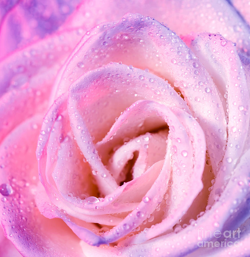 Pink rose background Photograph by Anna Om - Fine Art America