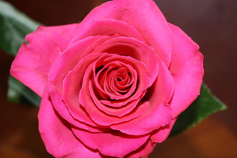 Pink Rose Photograph by Kelsey Walks - Fine Art America