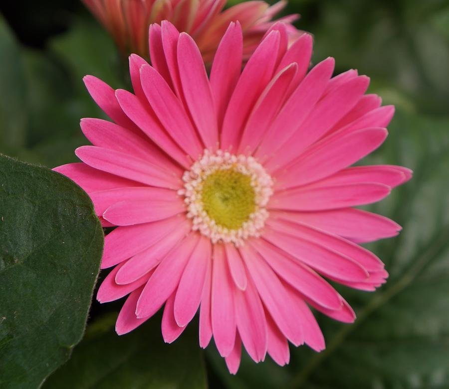 Pink Sunshine Photograph by Dawn Hagar - Fine Art America