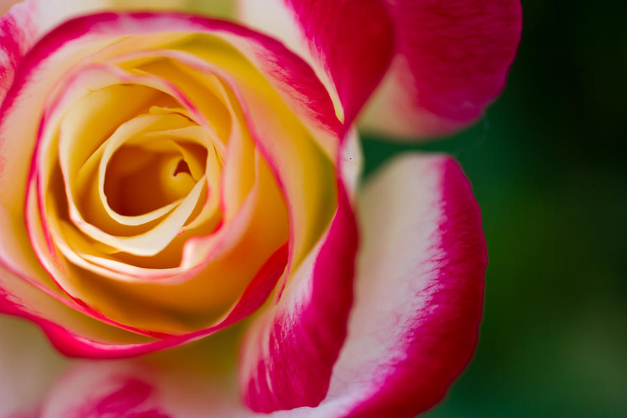 Pink tinged lips Photograph by Amy Delgado - Fine Art America