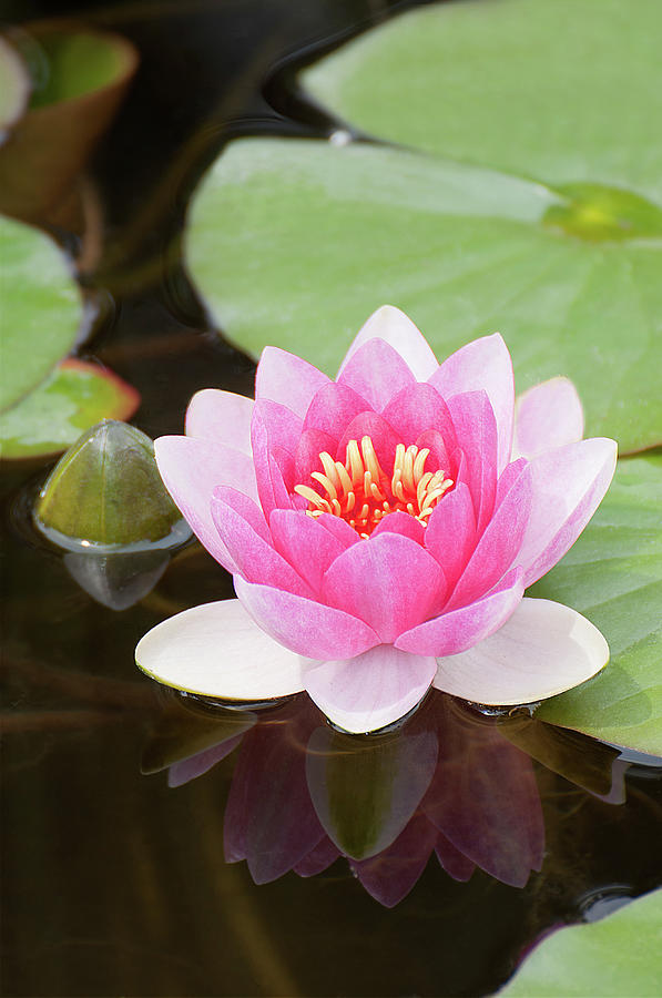 Pink Water Lily Photograph By Ph Ferdinando Scavone Fine Art America