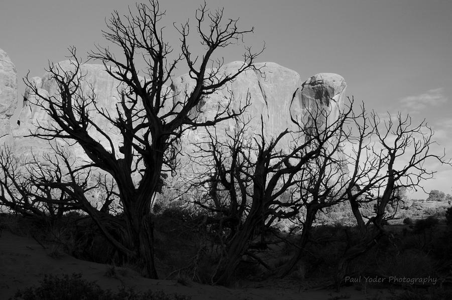 Pinyon Pines Photograph by Paul Yoder - Pixels