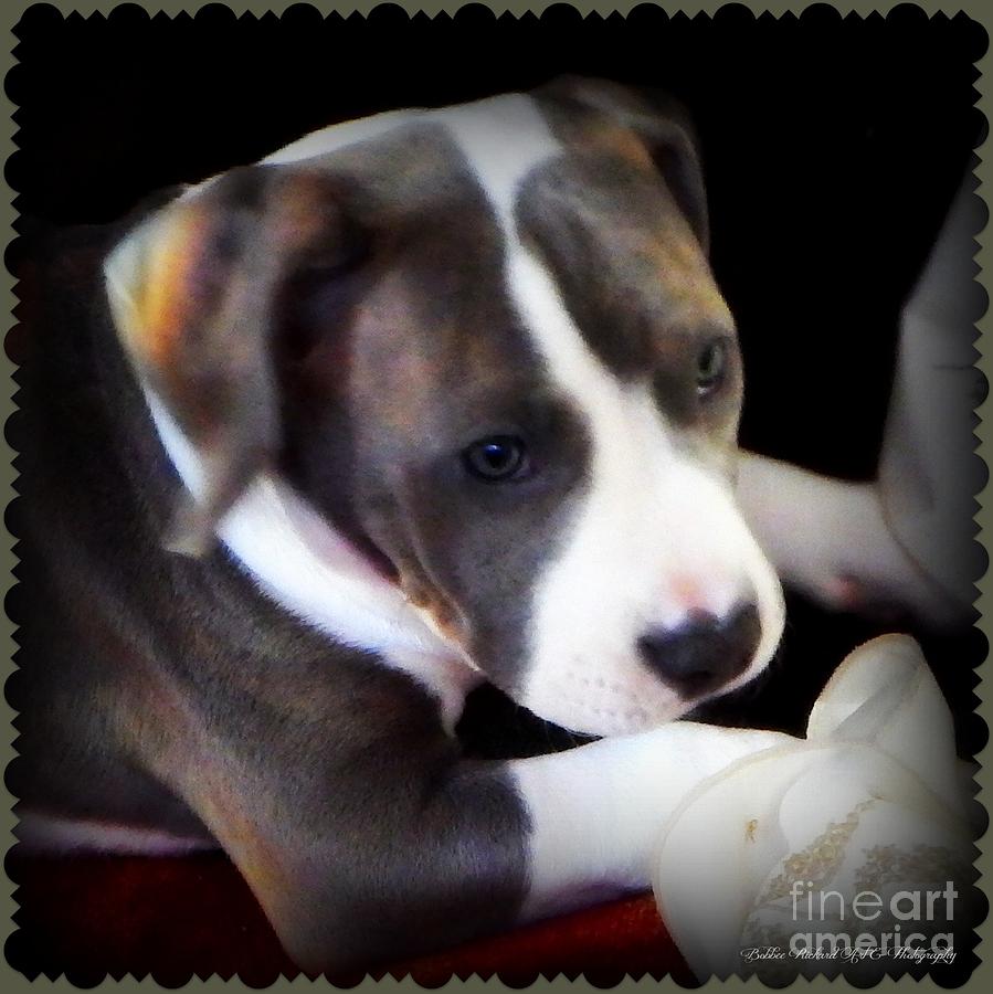 Pitty Lil Puppy Photograph by Bobbee Rickard | Fine Art America
