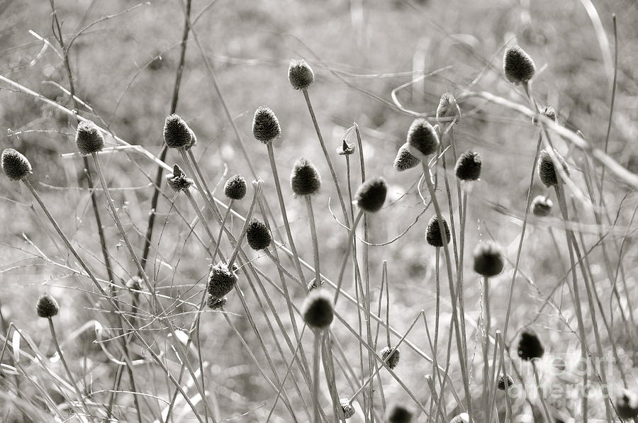 Pivot Photograph by Urs Brugger - Fine Art America