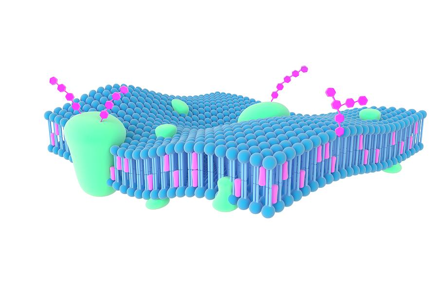 Plasma Membrane Photograph by Science Photo Library - Fine Art America