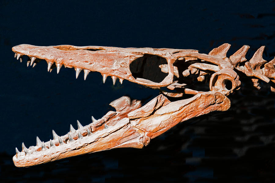 Platecarpus Ictericus Photograph by Millard H. Sharp - Fine Art America