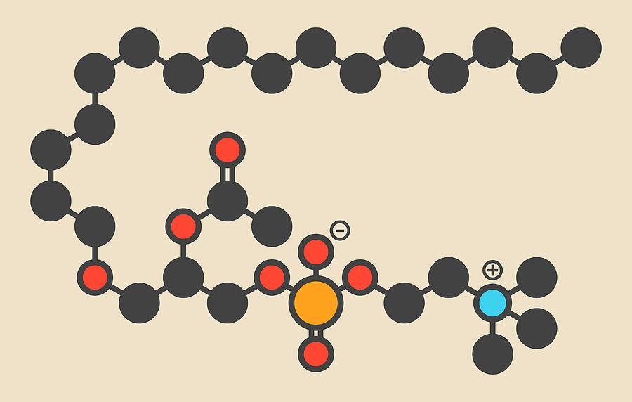 Platelet Activating Factor Molecule Photograph by Molekuul/science ...