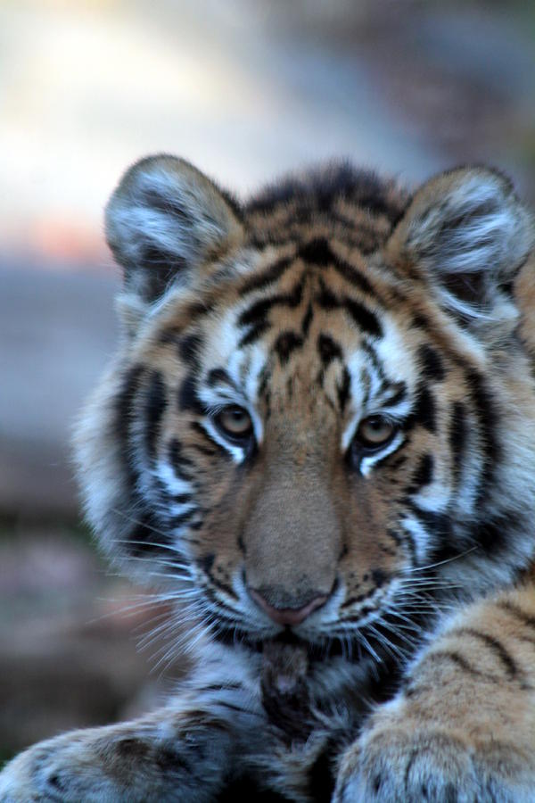 Playful Tiger Photograph by Christopher DiNapoli - Fine Art America